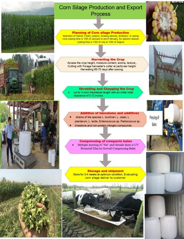 Corn Silage Exporter in Pakistan | Saremco